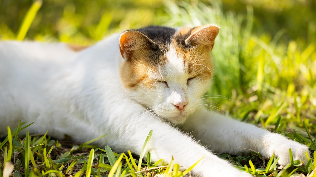 The secret language of cats: 12 unusual behaviors that indicate ...