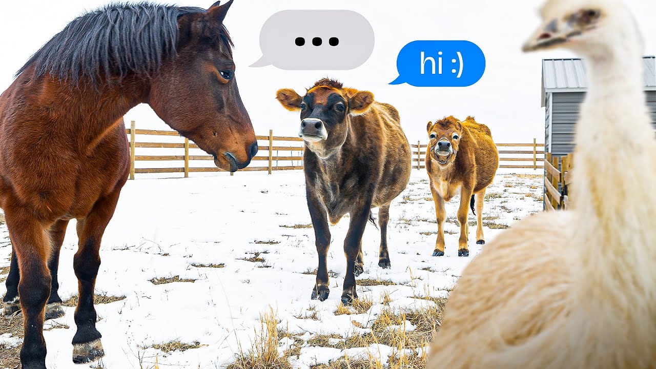 Our cows love their new roommates