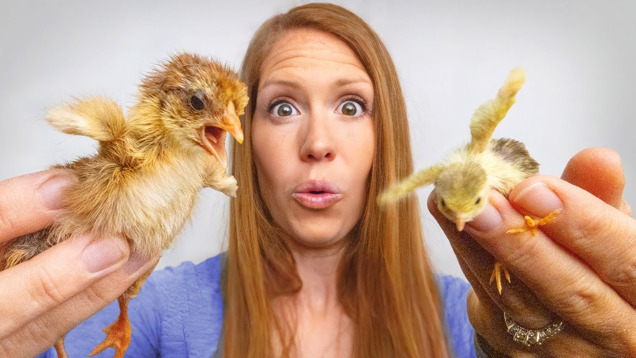 Hatching tiny quail with big chicks