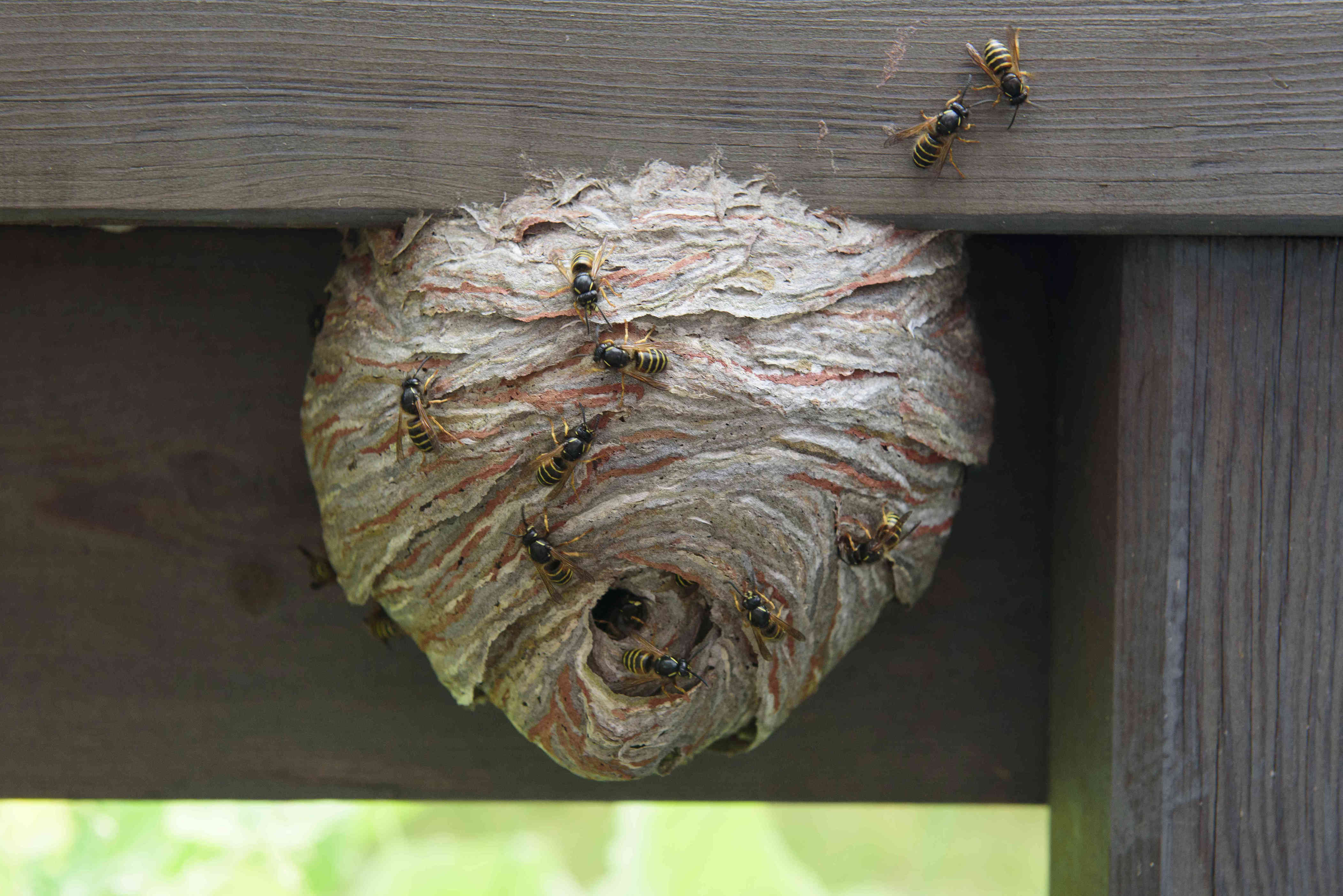 How to get rid of a wasp nest without getting stung