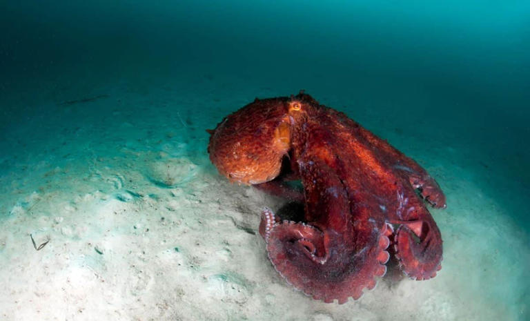 Scientists found a giant squid in Australia’s remote canyons, no ...