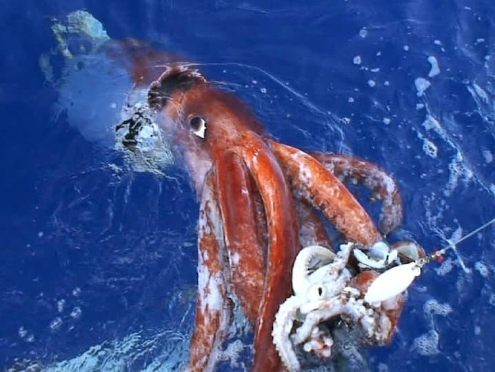 Scientists found a giant squid in Australia’s remote canyons, no ...