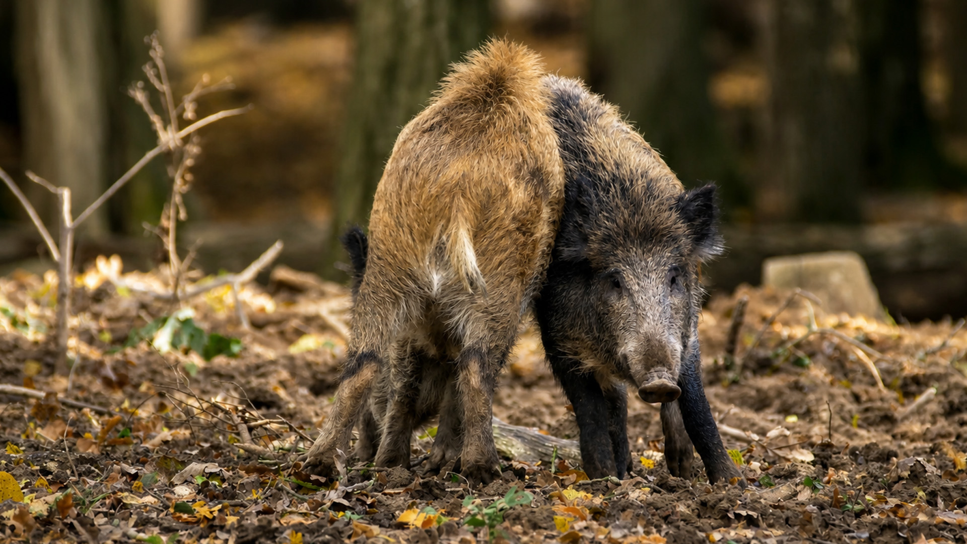 What This Wild Boar Did Was Caught on Camera