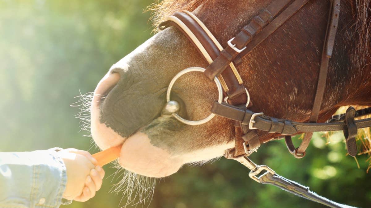 Baby mini horse has a funny way of showing she's hungry