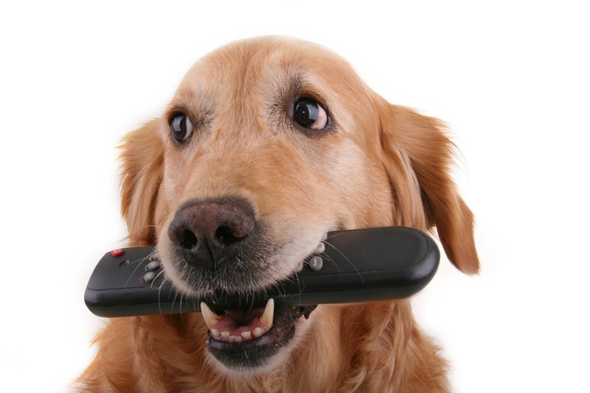 5 everyday items that can poison your dog: What every pet parent should ...