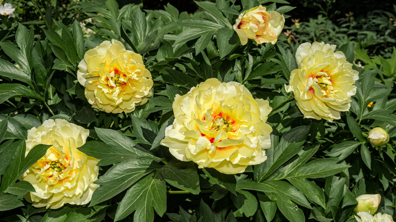 15 flowering perennials to plant for a stunning spring