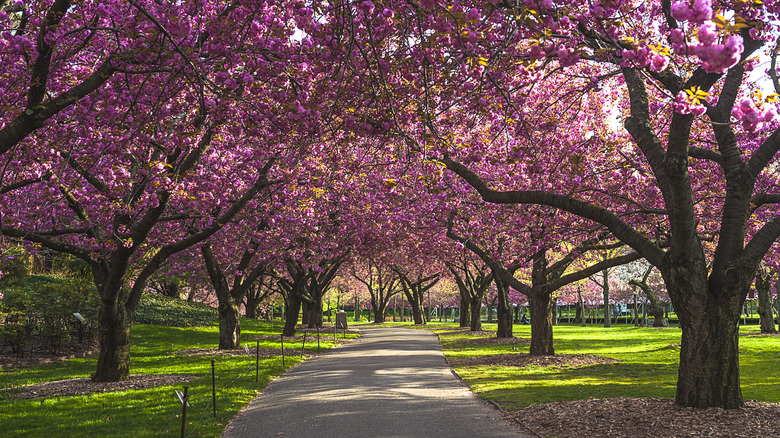 The 14 best botanical gardens in America, according to Reddit