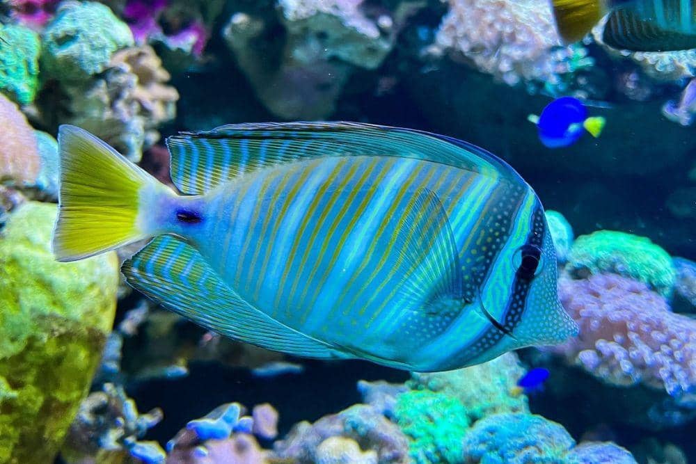 Harga tiket Sea World Ancol 2026, jam buka, dan fasilitasnya