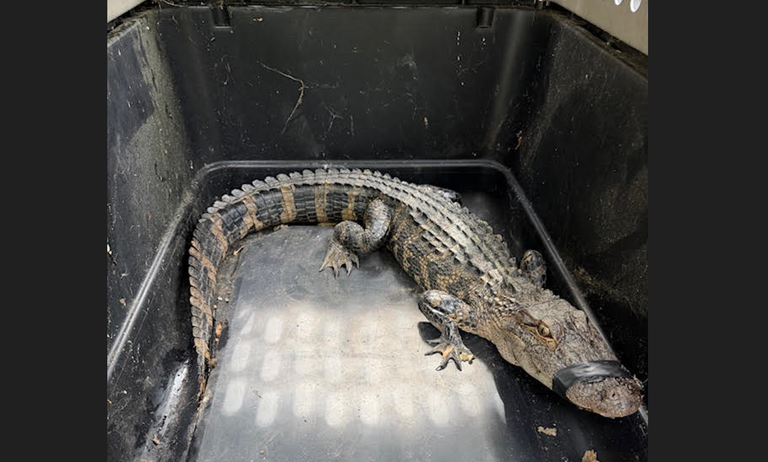 Alligator found in Johnston County, far from its natural range, NC ...