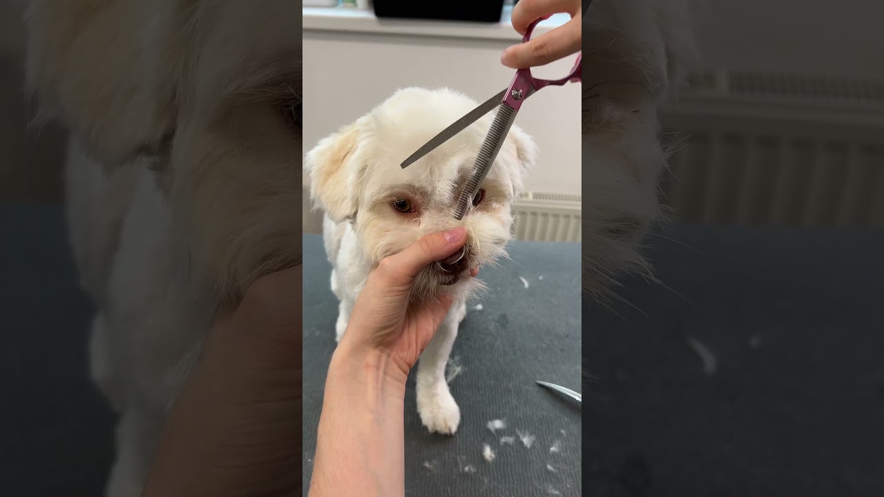 Adorable fluffy dog transformation: Full grooming process revealed!
