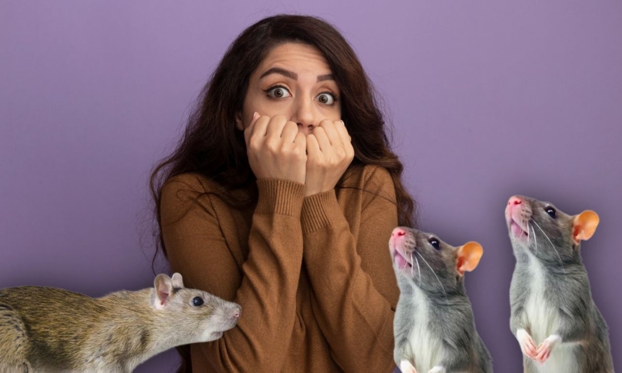 ¿Puedes contagiarte de hantavirus por ratones en tu casa? Estos son los ...