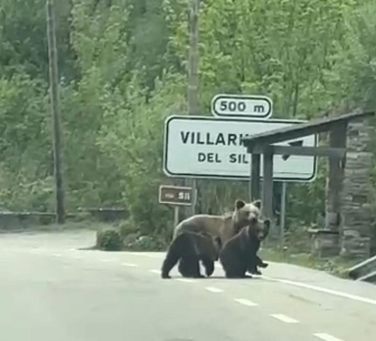 La osa Lechuguina regresa a Villarino del Sil con dos oseznos