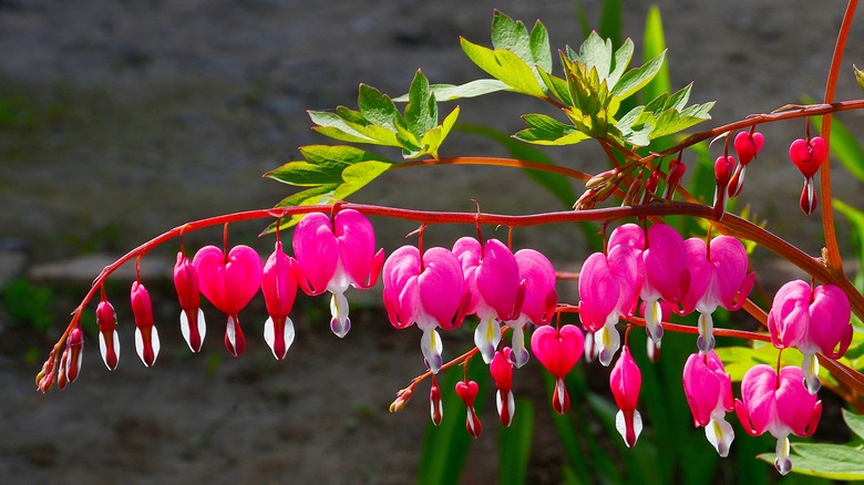 15 colorful flowers perfect for spring border gardens