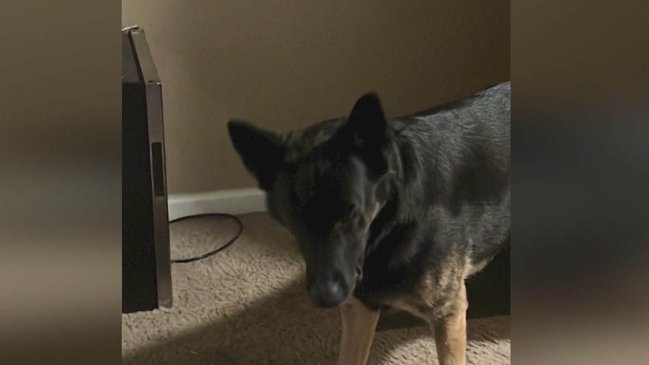 Off-duty deputy shoots, kills neighbor’s dog outside Vancouver home
