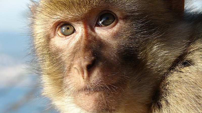 Los monos de Gibraltar comen tierra para purgarse de la comida basura ...