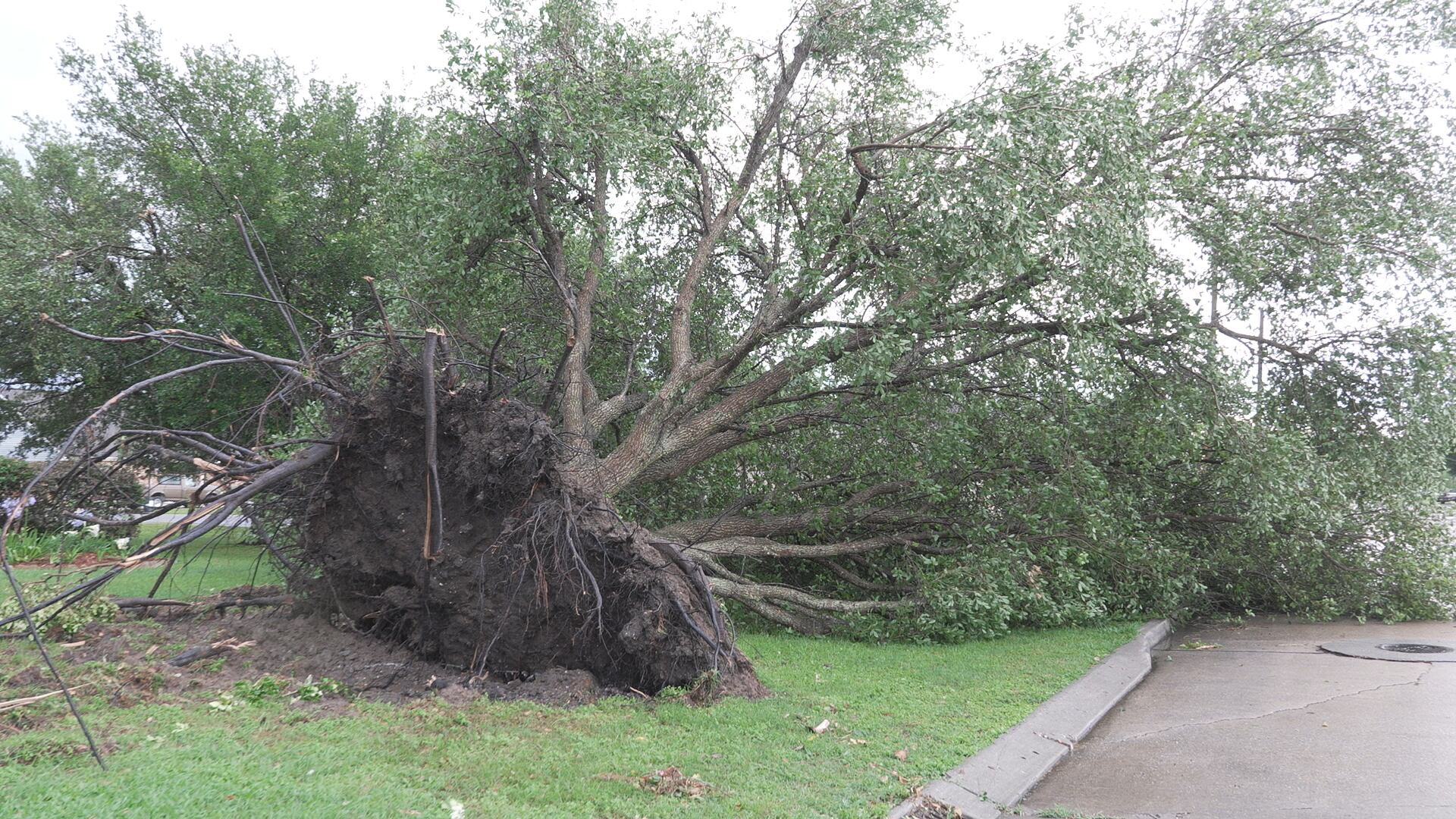 Strong winds knock over trees, debris in Belle Chasse