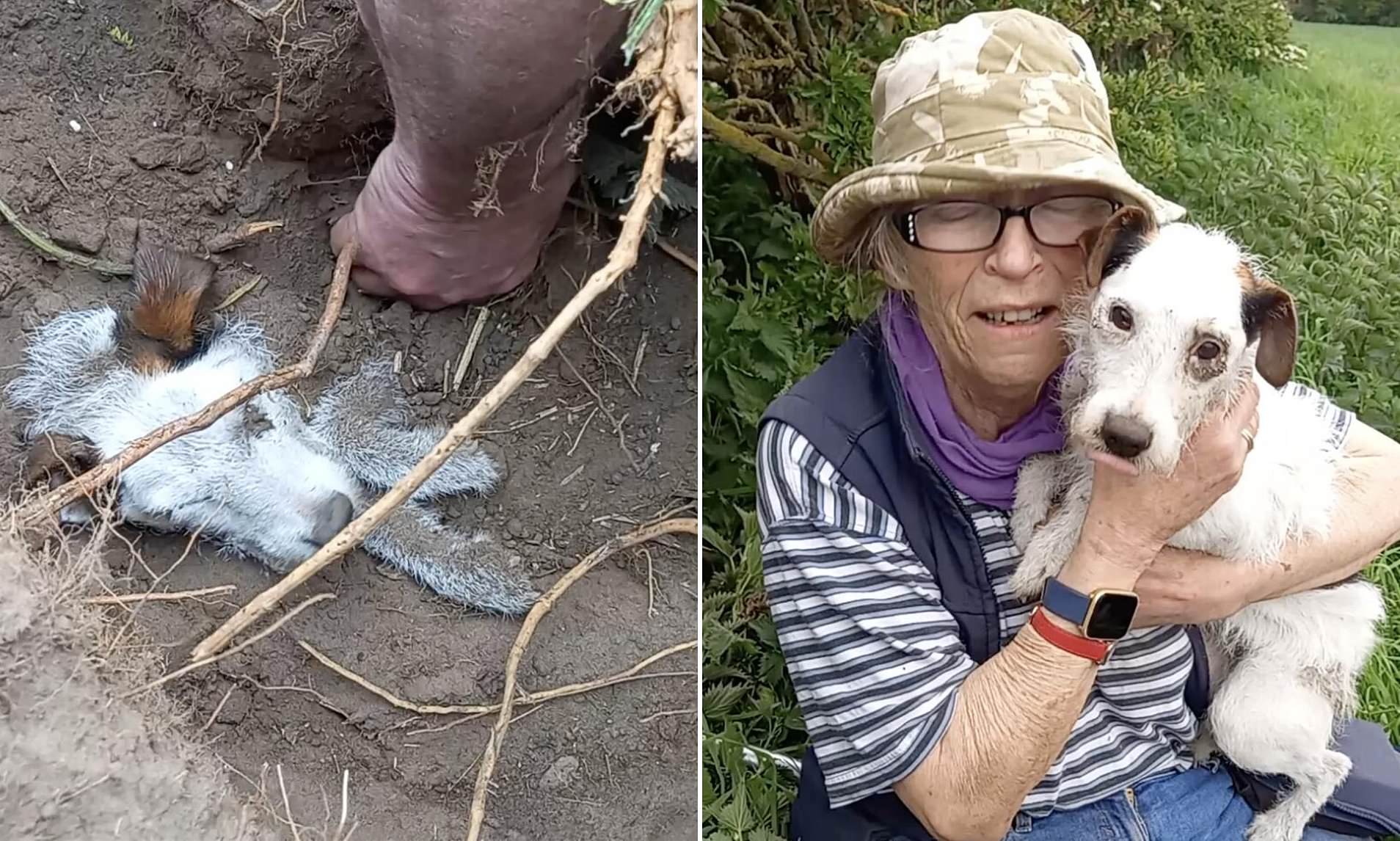 Bravest little terrier found alive after two days suffocating in mud