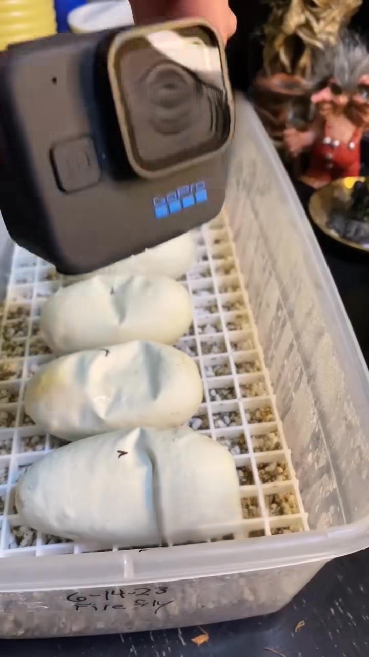 Snake hatching at the Molinaro Snake Lab
