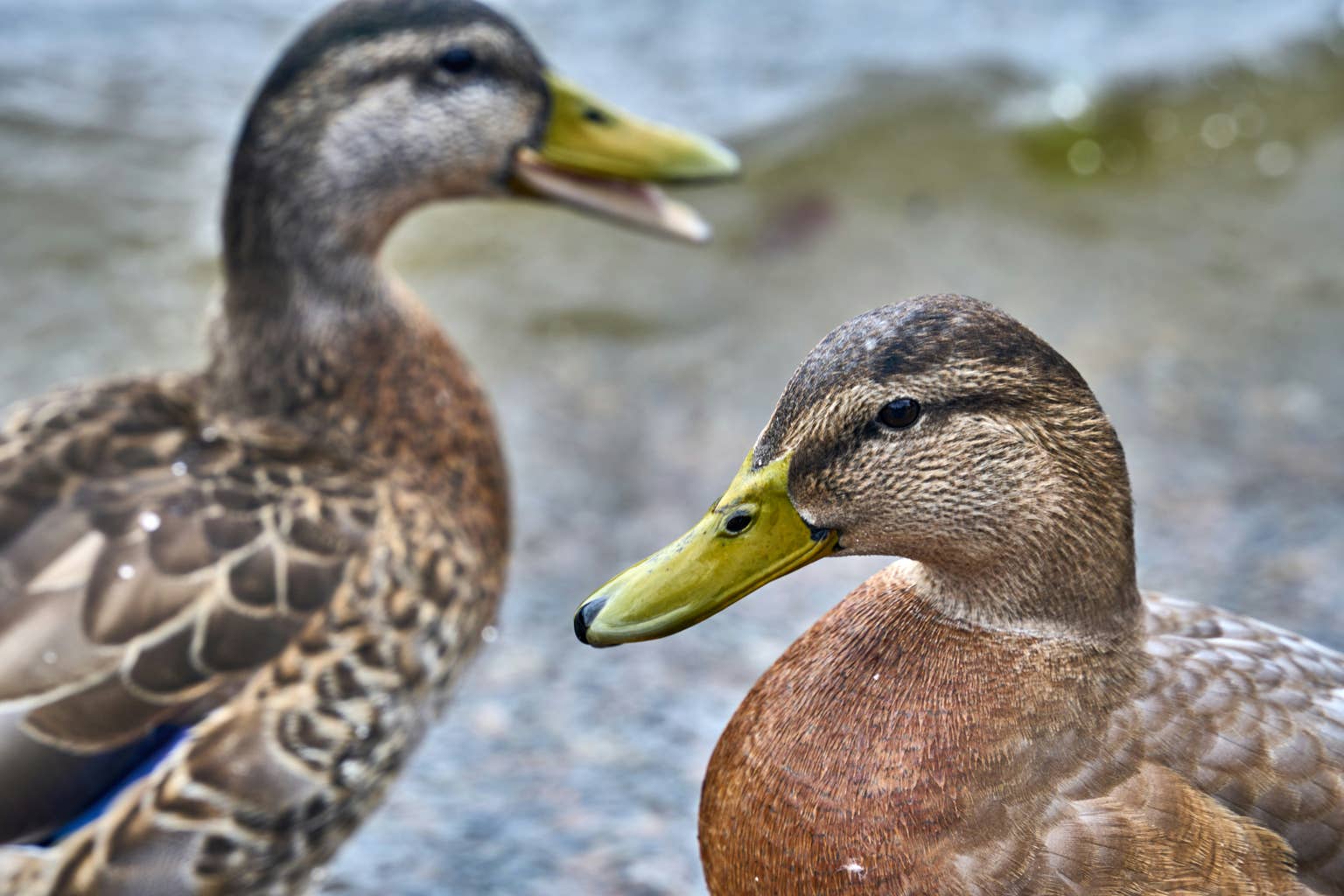 Watch Monica and Phoebe the ducks race for frozen peas in hilarious ...