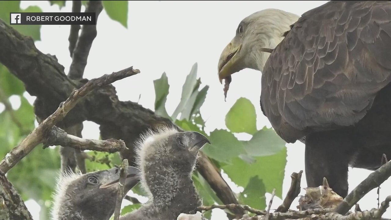 Barricades go up at White Rock Lake as three bald eaglets prepare for ...