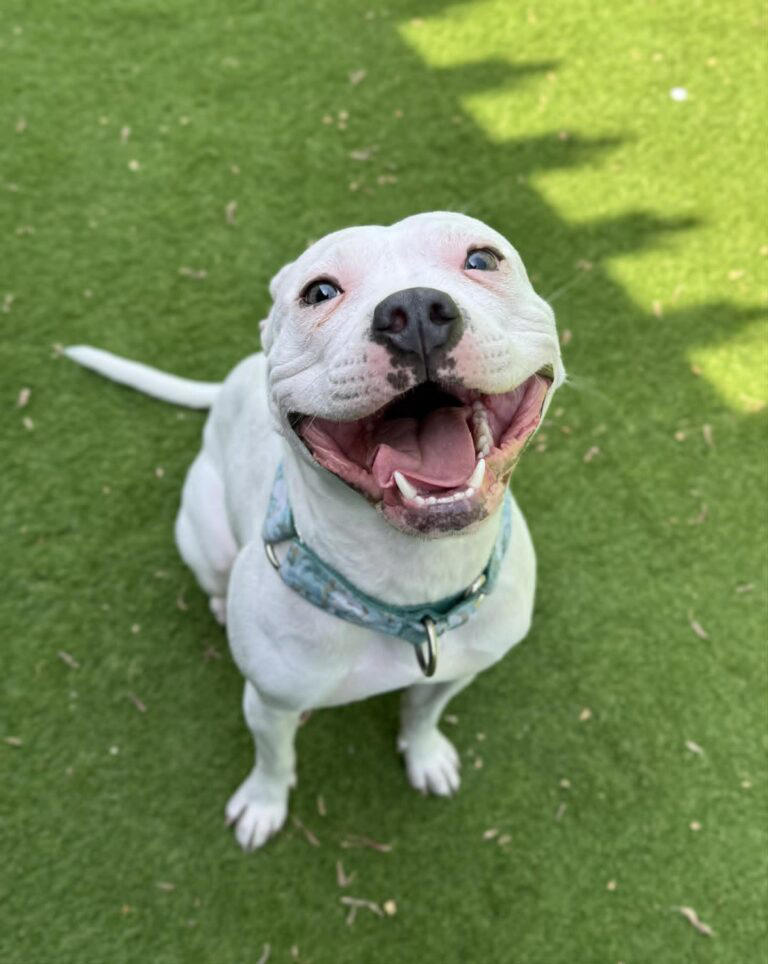 From Frenchies to Staffys, these 11 adorable dogs are waiting to be adopted