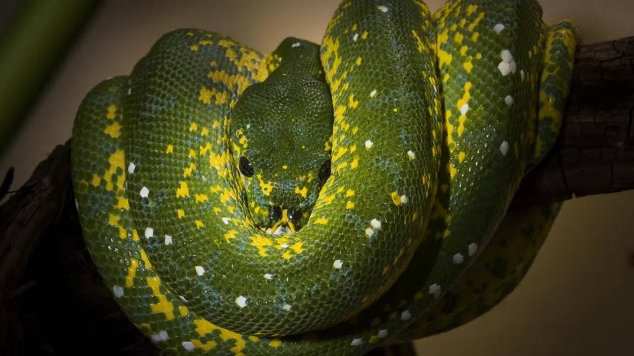Arboreal: Snakes that always stay on trees and rarely descend