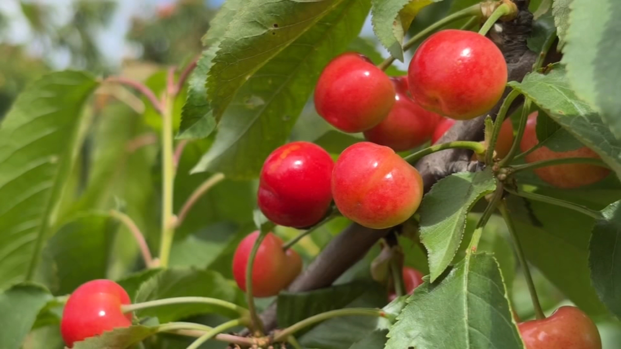 Brentwood cherry picking season starts early this year due to record ...