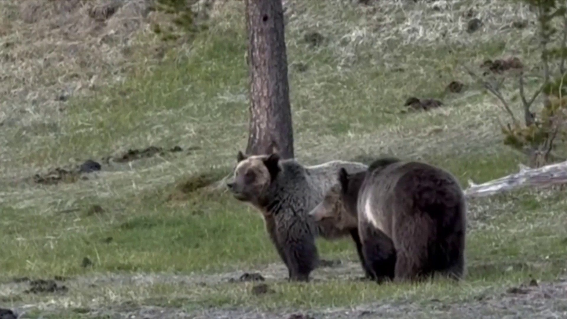 Hiker’s body found after suspected bear attack in Glacier National Park