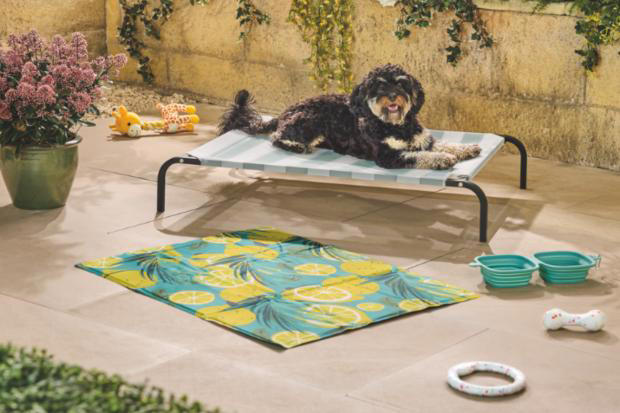 Best Aldi May 2026 Specialbuys including garden string chairs and pet ...
