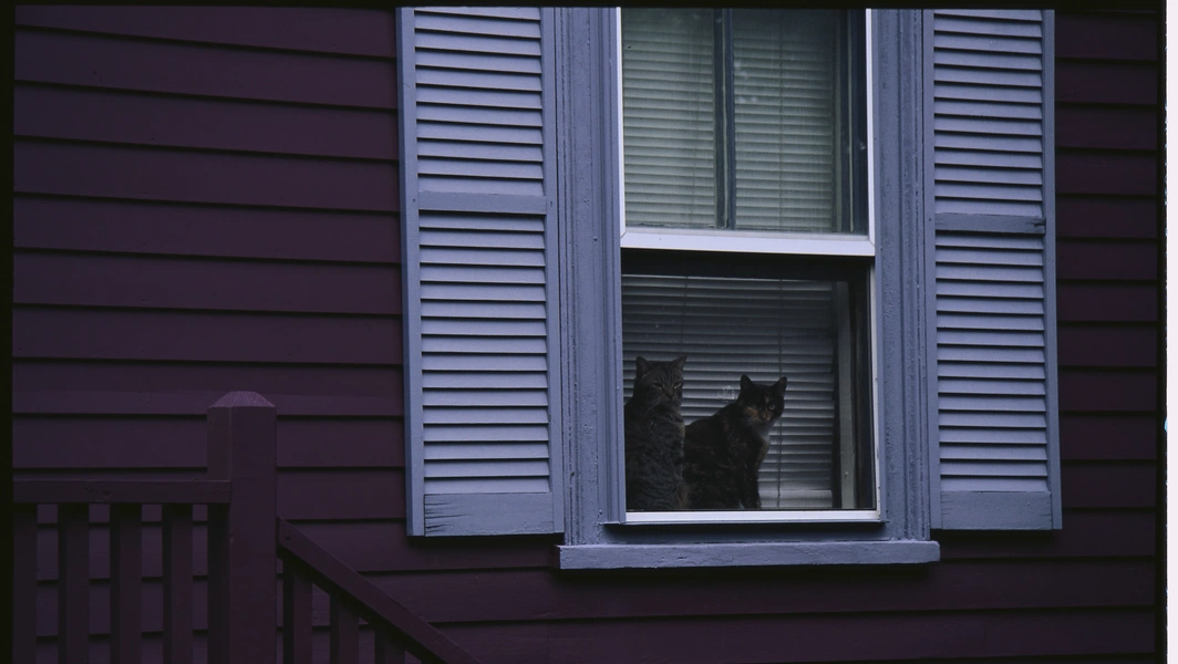 Cracking the secret code of cat behavior