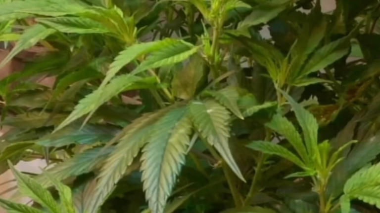 Retired HPD sergeant accused of having marijuana grow house, court docs ...