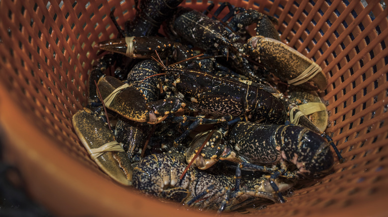 11 mistakes you are making preparing lobster