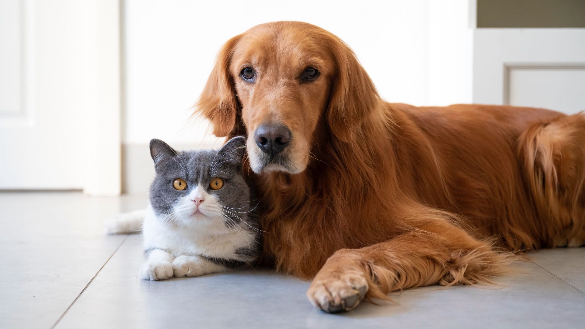 Interesting things your pet is trying to tell you