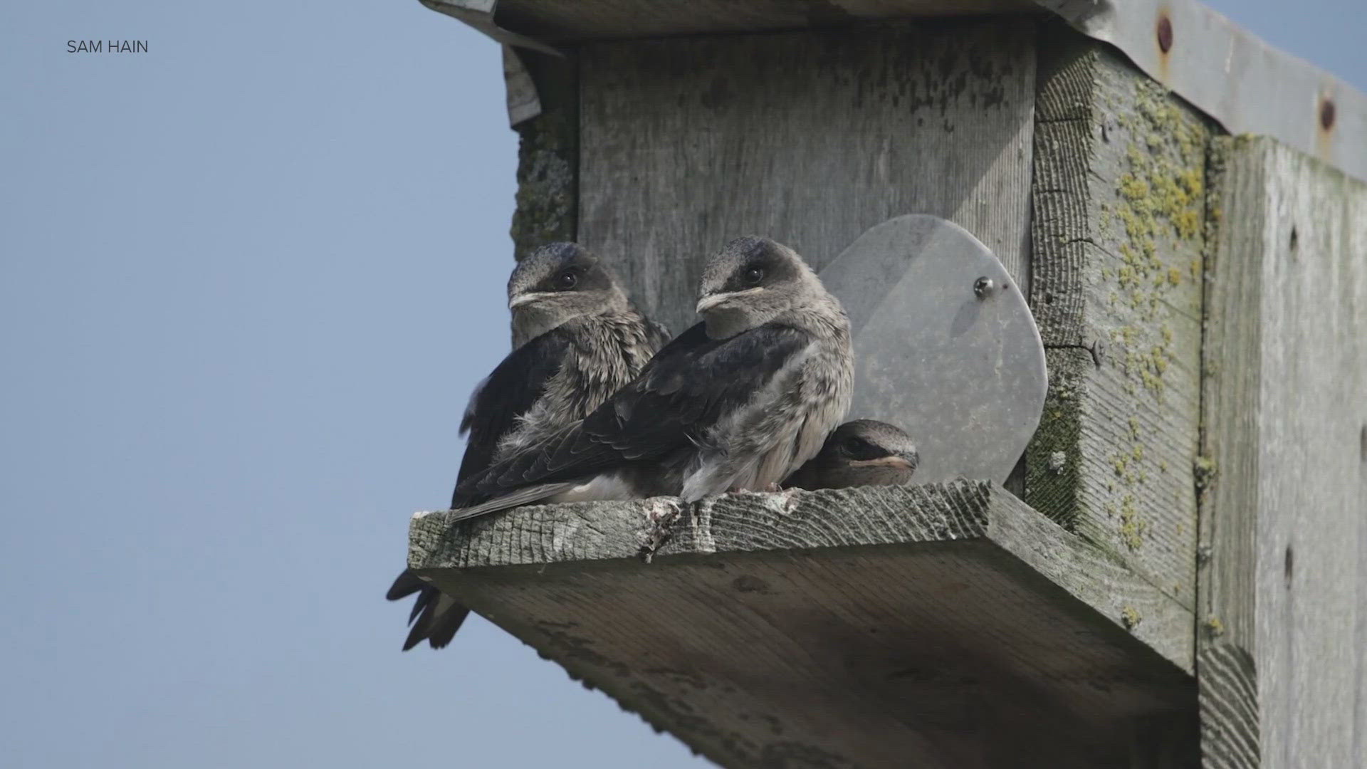 New effort underway to restore Puget Sound bird habitat