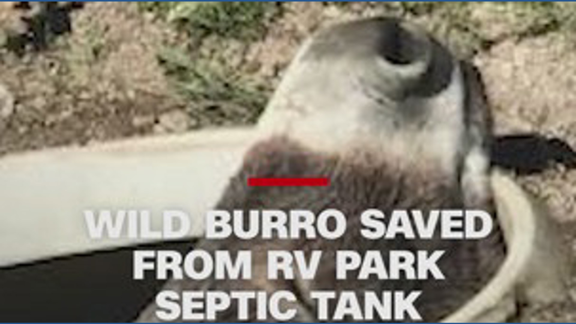 Burro saved from septic tank