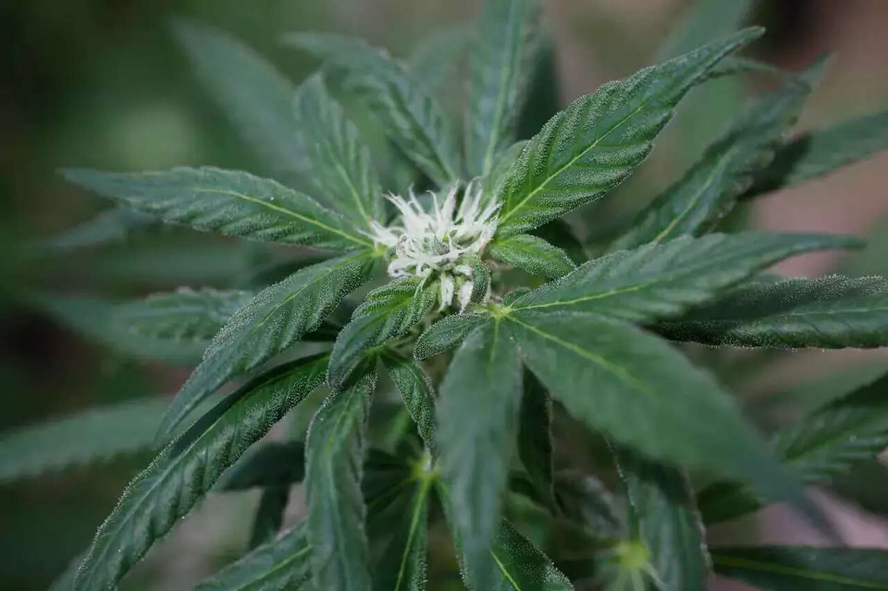 Texas smokable hemp ban takes another hit. Here's the latest on THC rules