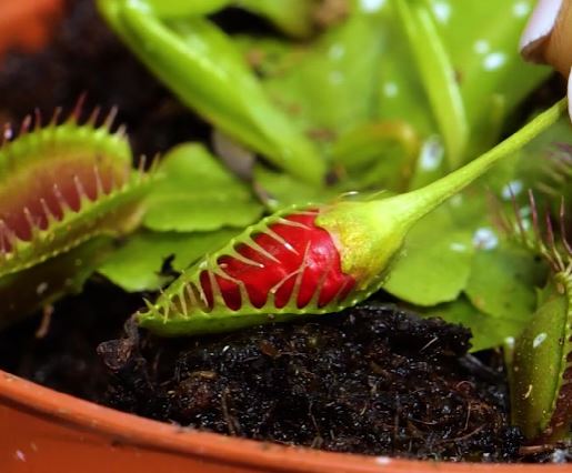Surprising tips for creating your own indoor oasis