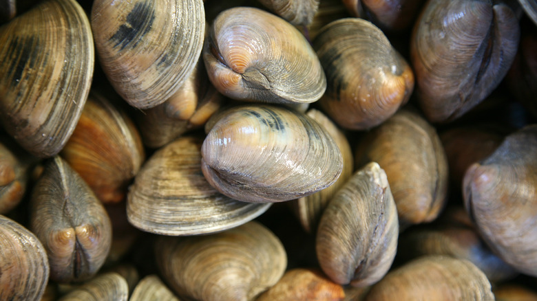 Are your raw clams safe to eat? 5 signs you need to watch out for