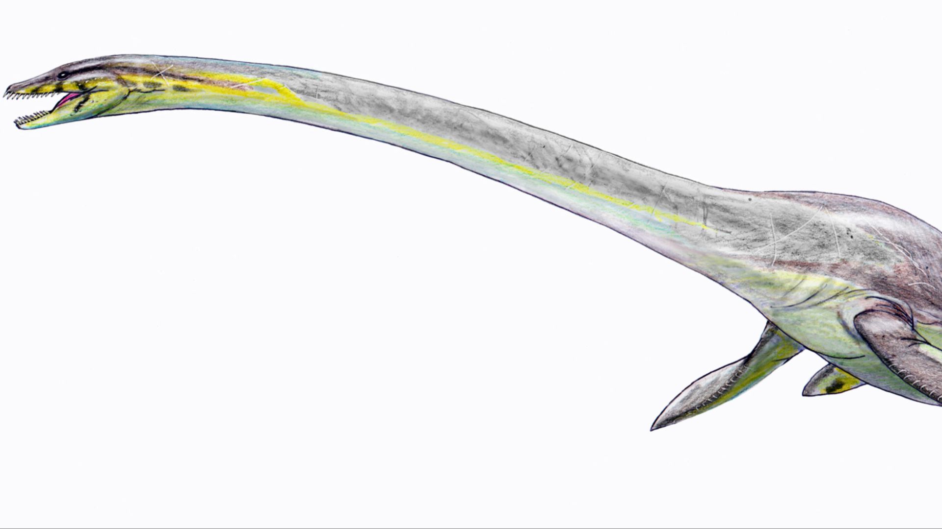 20 fossils scientists got completely wrong, and what it took to finally ...