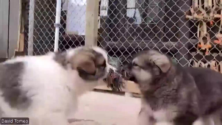 Need a shot of canine cuteness? Check out the Denali National Park ...