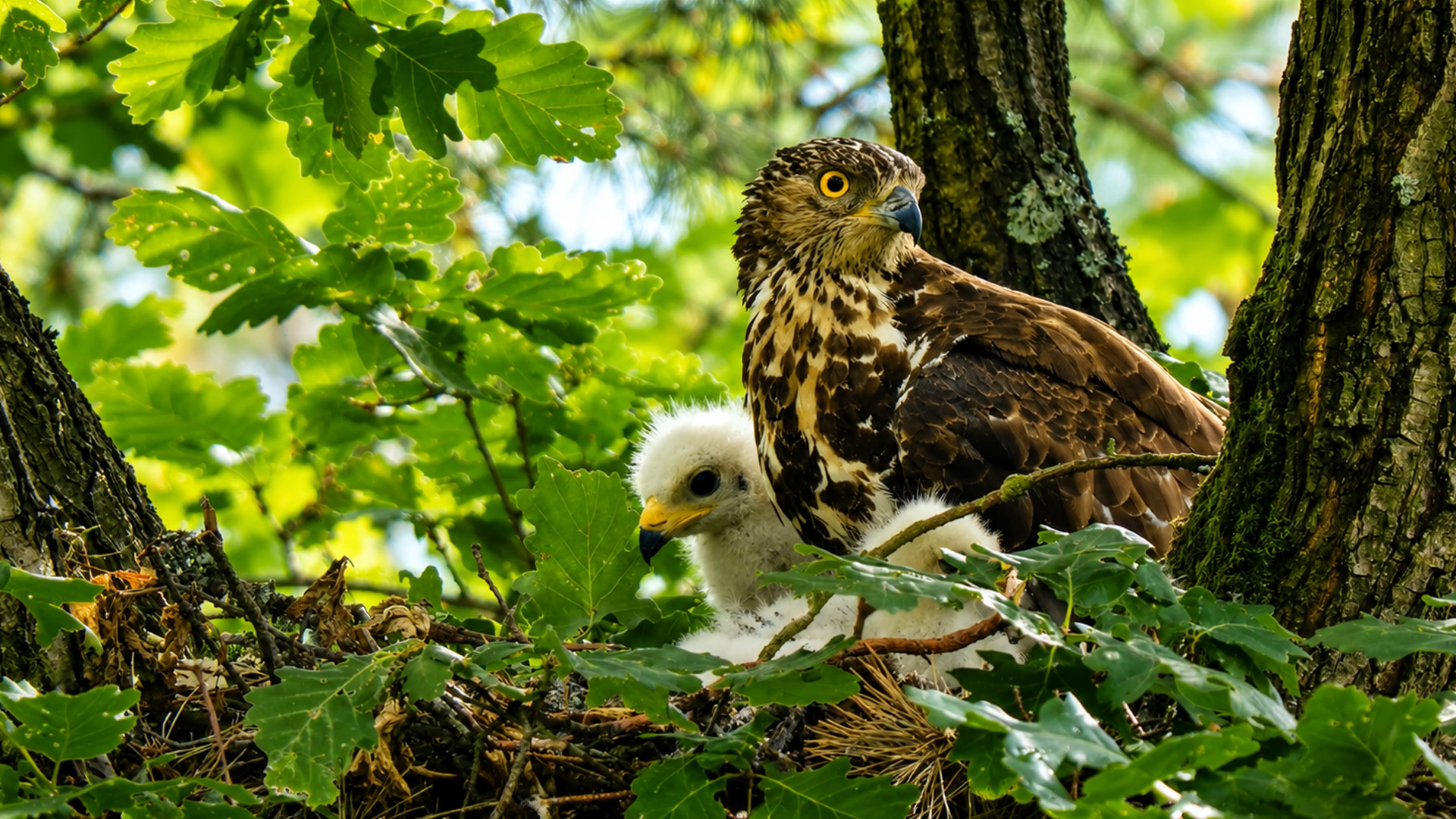 A hidden camera reveals a secret nest high above the ground