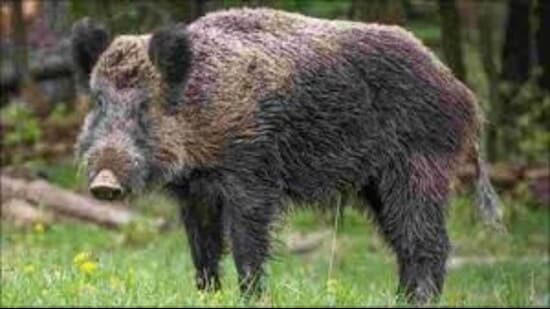 Kashmir farmers battle wild boars menace