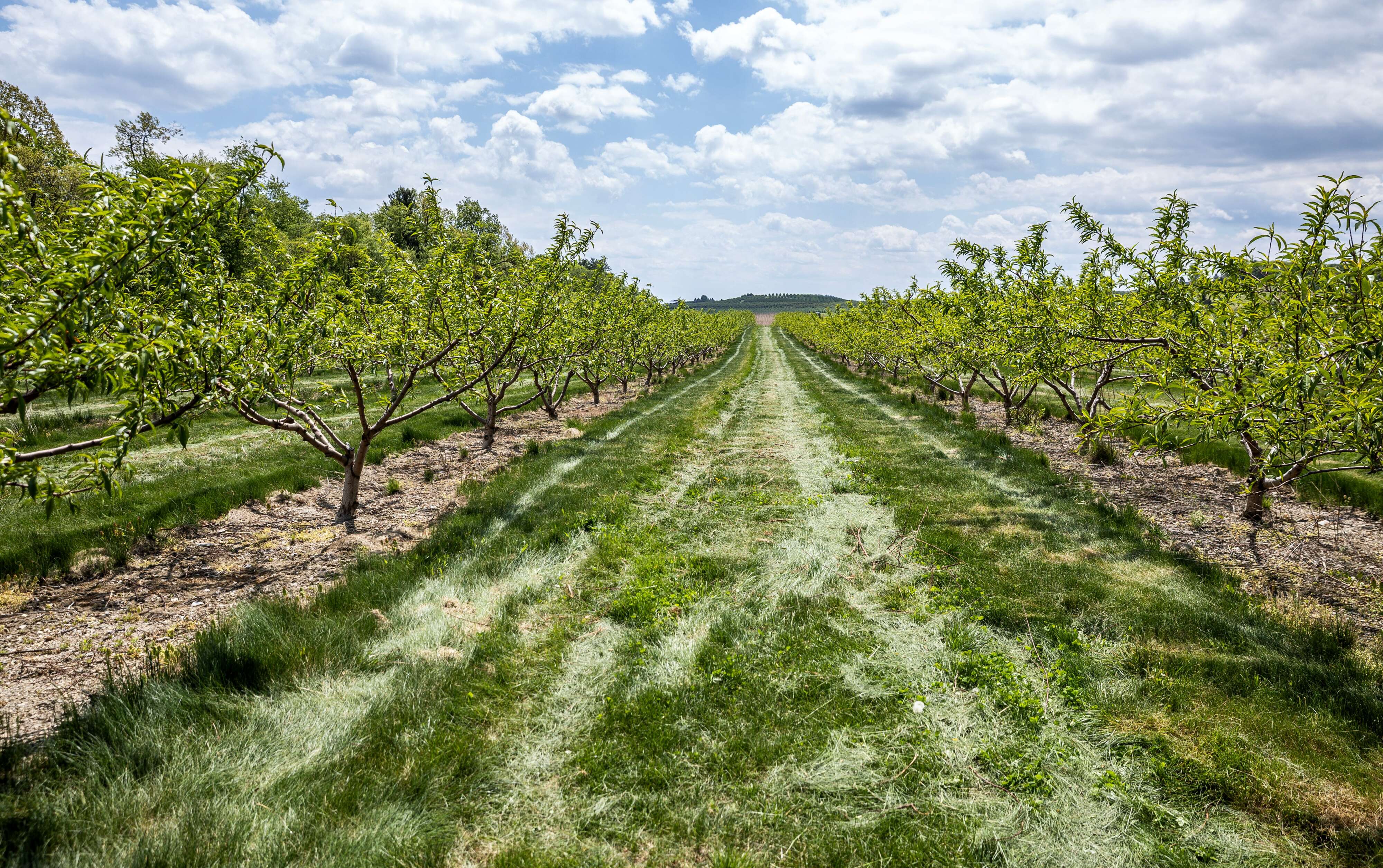 Pennsylvania’s fruit harvest just got cut in half. Here’s what that ...