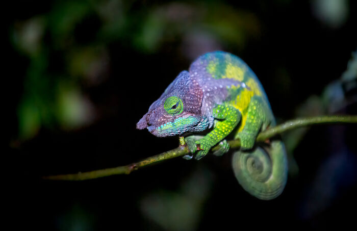15 biomimicry examples that prove nature solves it best