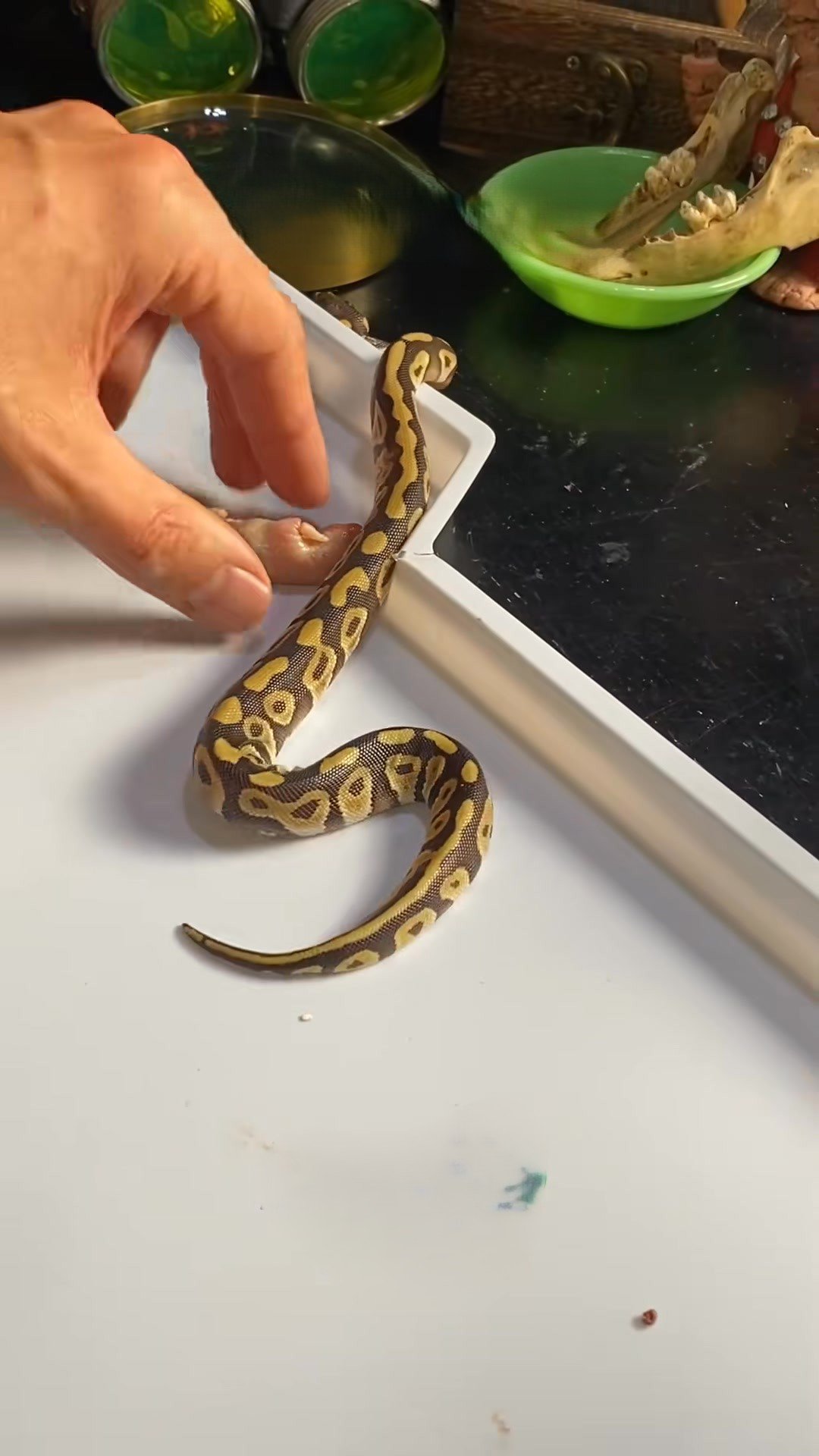 A tiny snake’s progress at the Molinaro Snake Lab