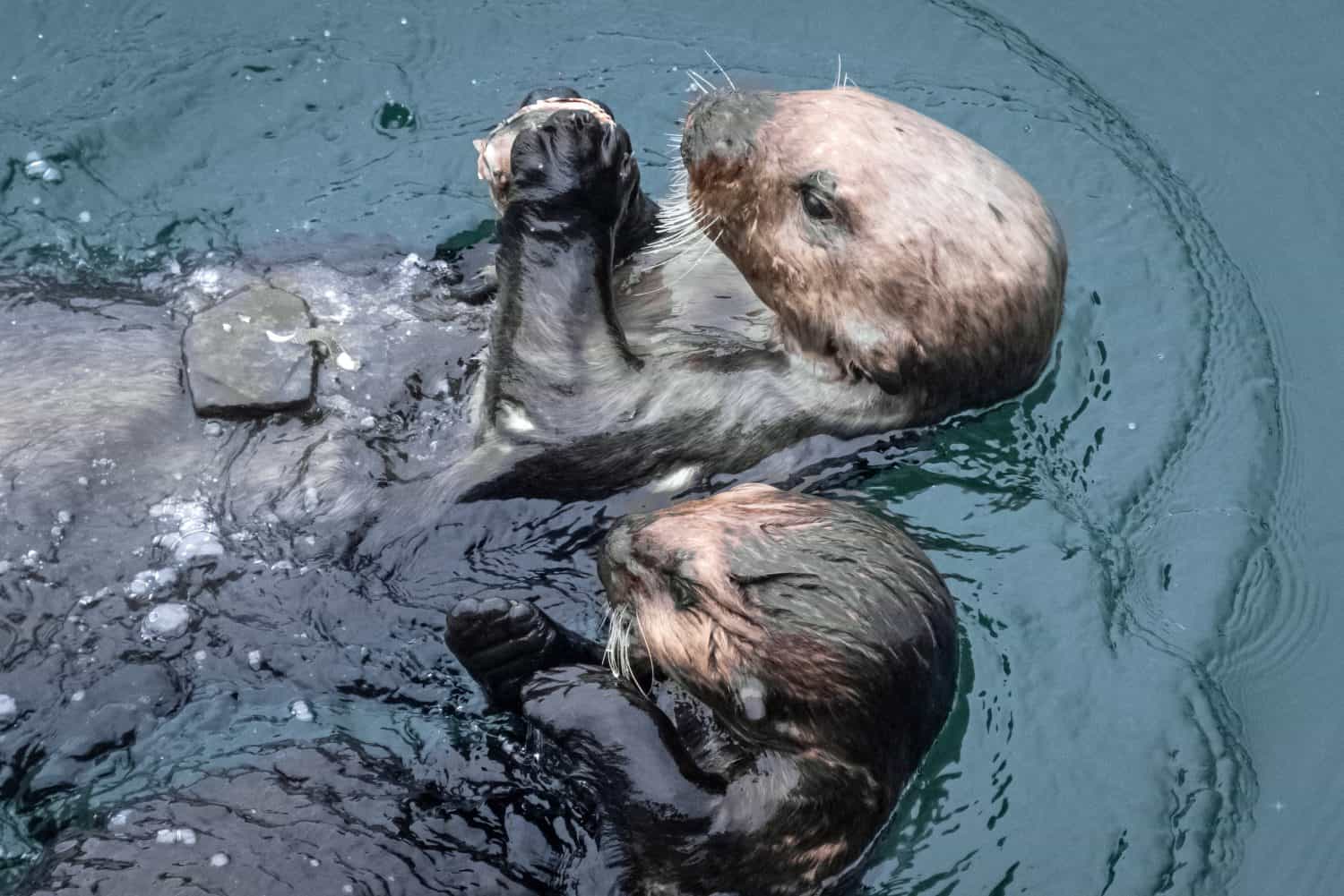Some of Earth’s cutest animals are also incredibly fascinating