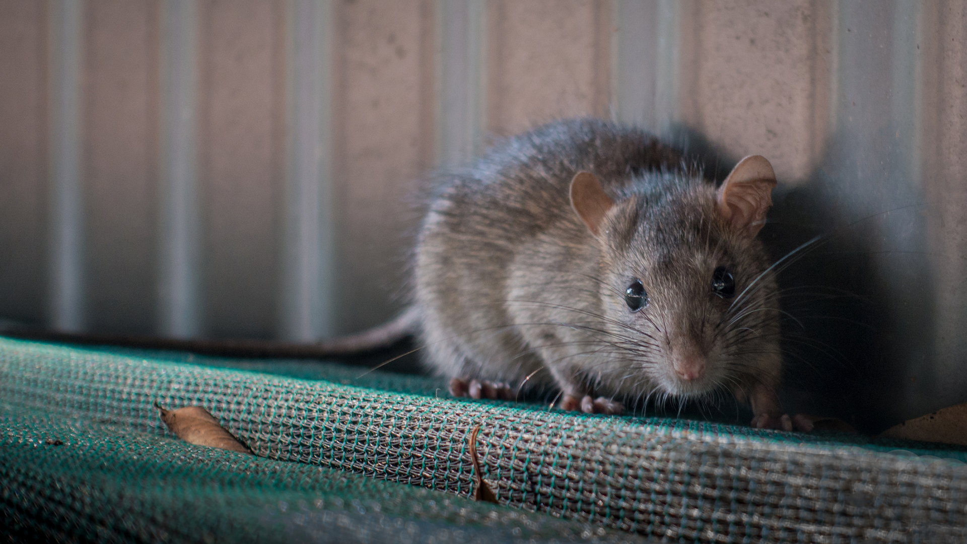 Hantavirus en Florida: ¿qué roedores lo transmiten y cuál es el riesgo ...