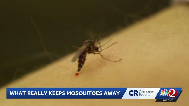What's the best insect repellent for mosquitoes and ticks? | Consumer ...