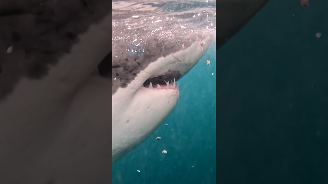 Great white shark eye roll and boat bump
