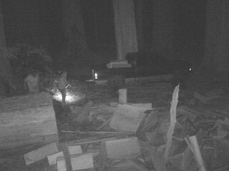 California officials search for poachers chopping up redwood trees in ...